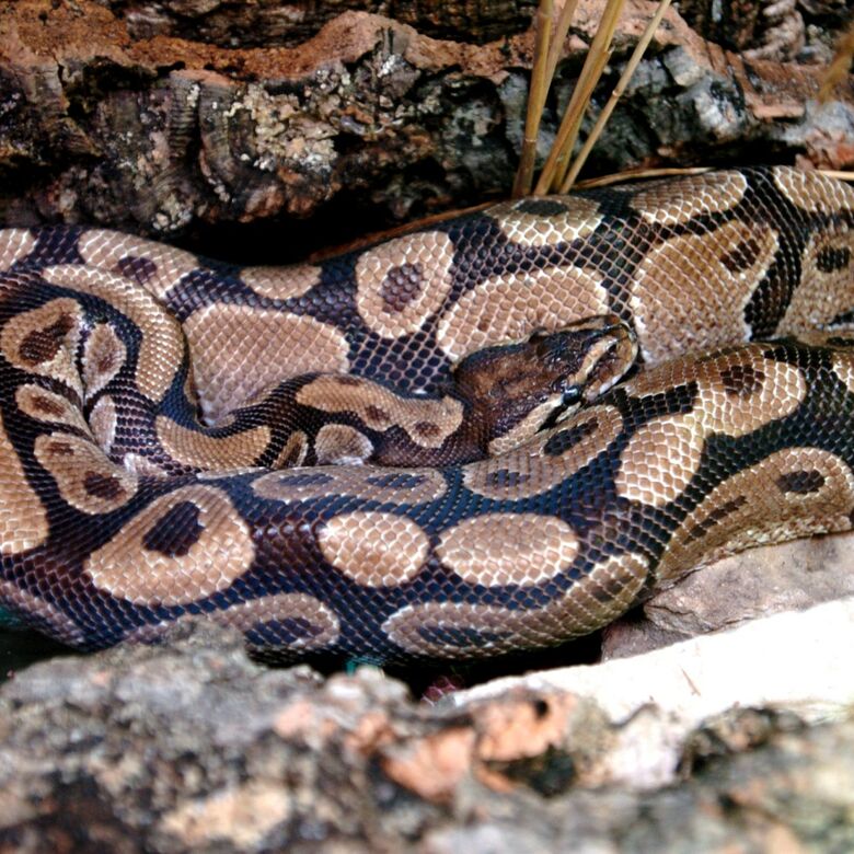 Königspython - Zoo am Meer Bremerhaven