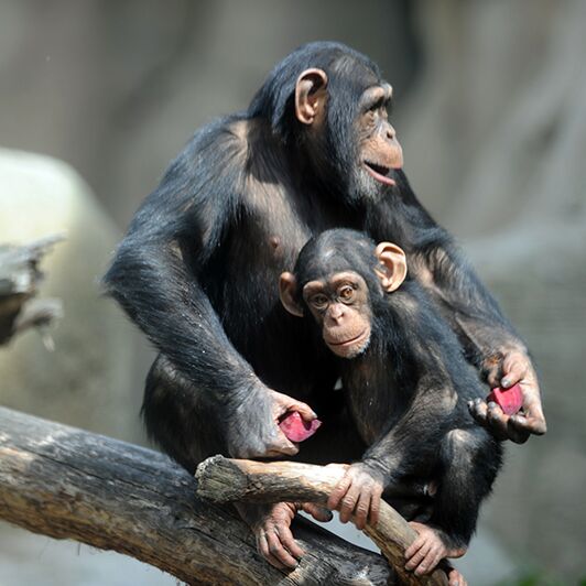 Säugetiere - Zoo am Meer Bremerhaven